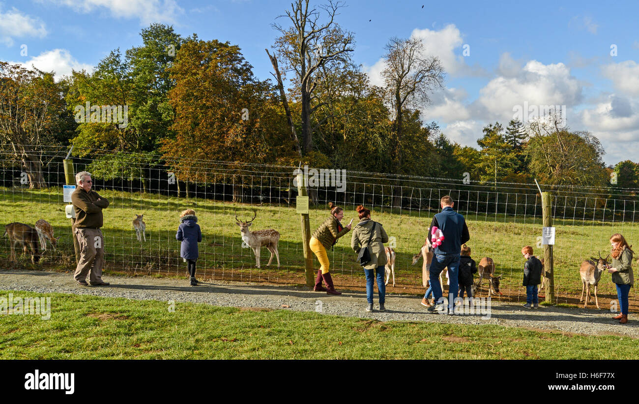 Weald Country Park - Fallow Deer Stock Photo - Alamy
