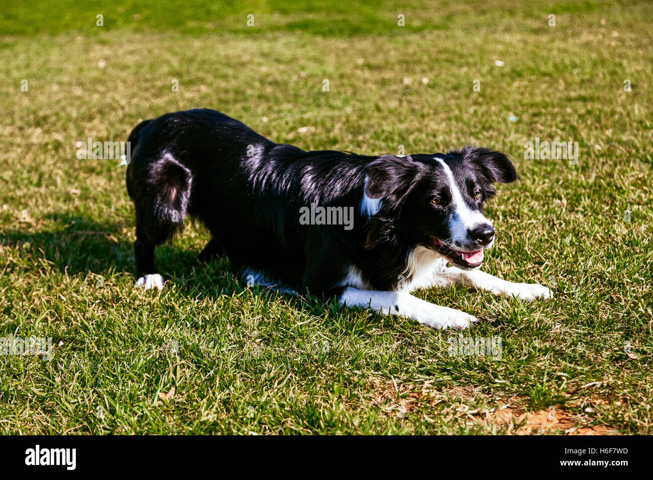 A Border Collie dog playing on a sunny day at the park Stock Photo - Alamy