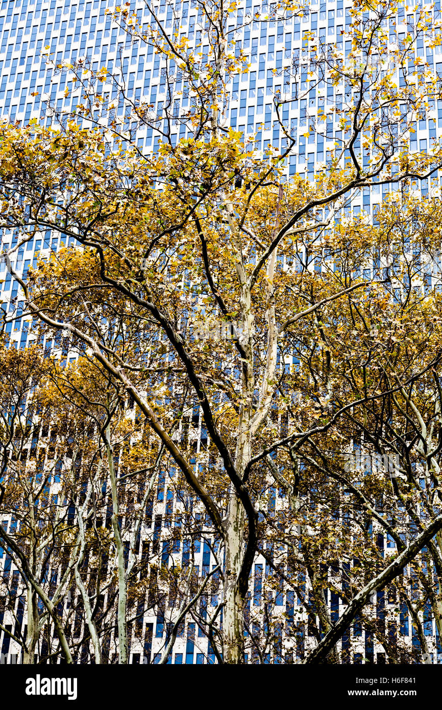 Leaving tree against skyscraper background Stock Photo - Alamy