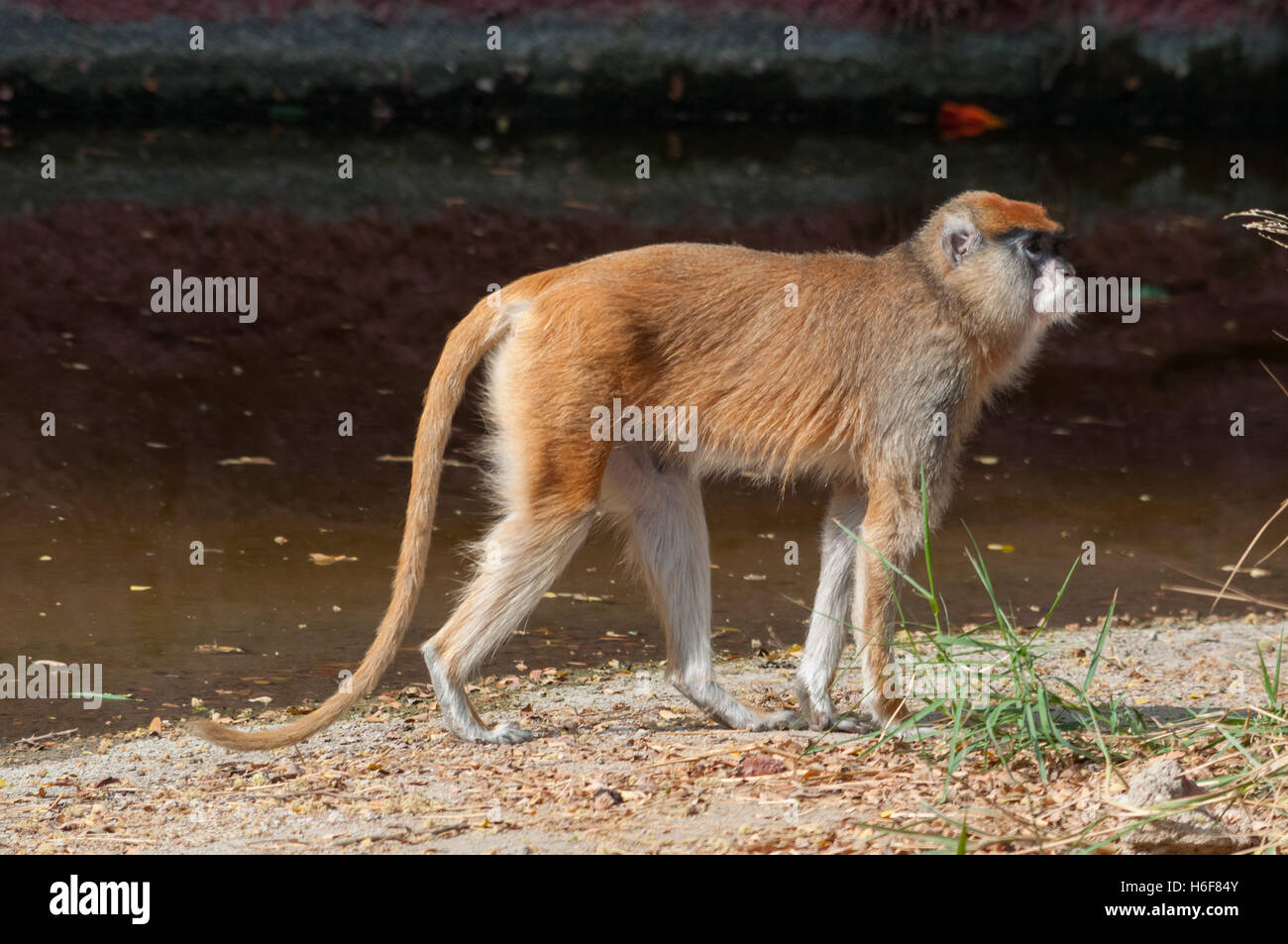 Eastern patas monkey hi-res stock photography and images - Alamy