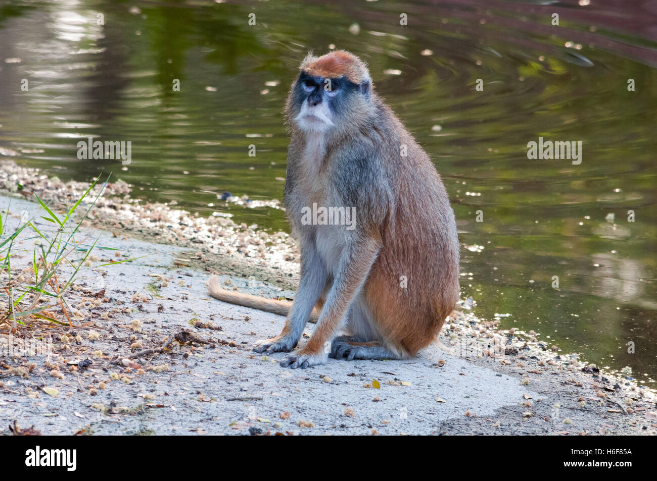 Eastern patas monkey hi-res stock photography and images - Alamy