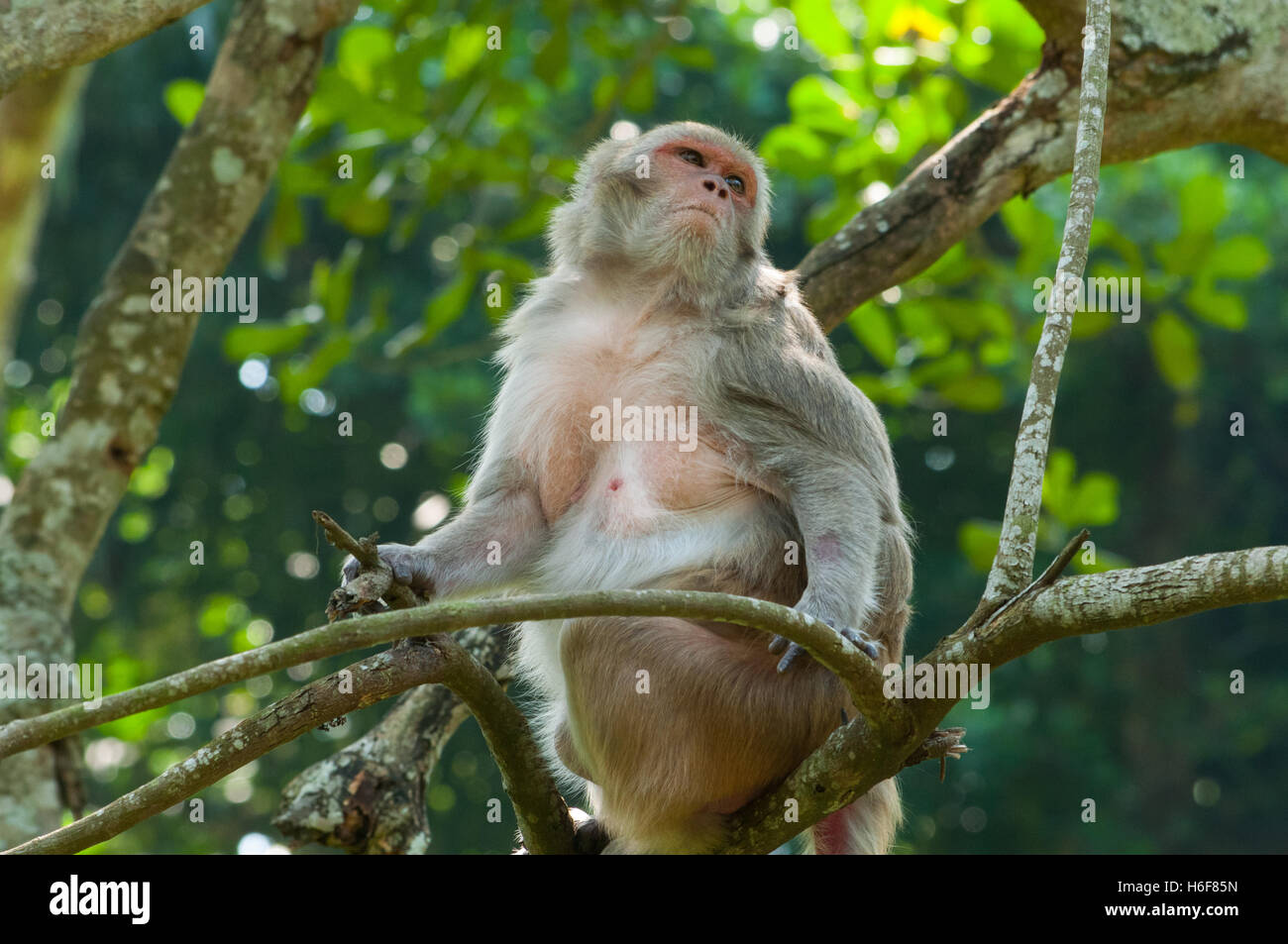 Rhesus macaque (Macaca mulatta Stock Photo - Alamy