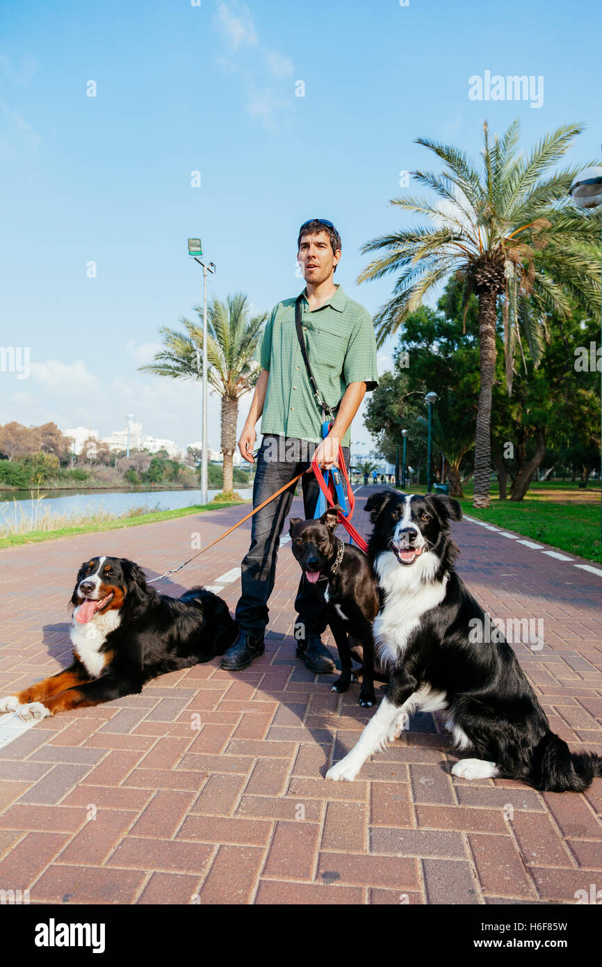 Man walking three dogs on hi-res stock photography and images - Alamy