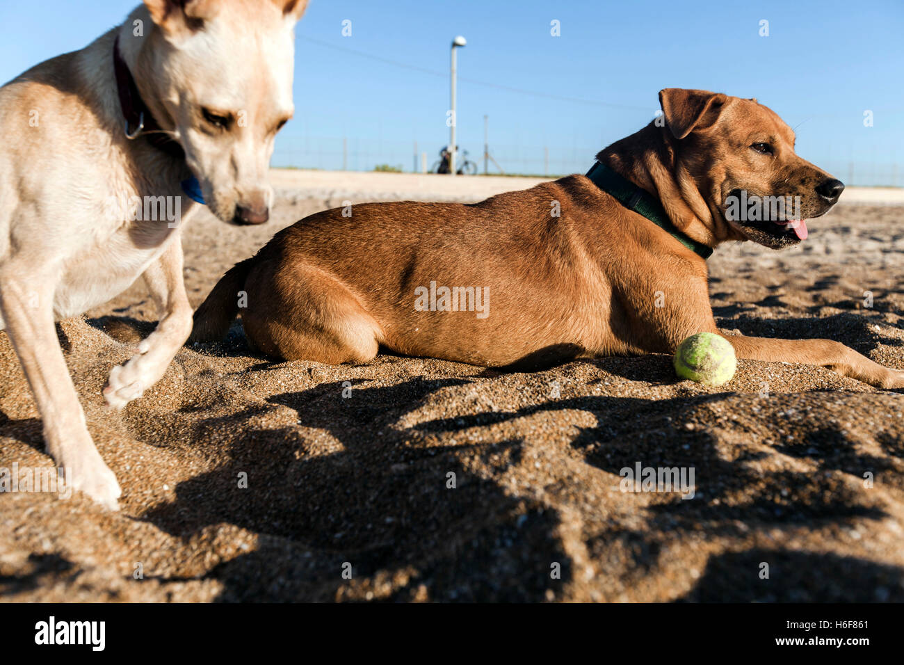 Two dogs sitting on the sand at the beach in the late afternoon ...