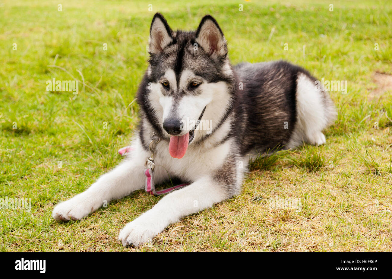 Outdoors portrait of a female Alaskan Malamute dog, sitting on green ...