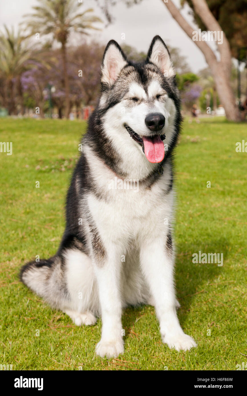 Female Alaskan Malamute