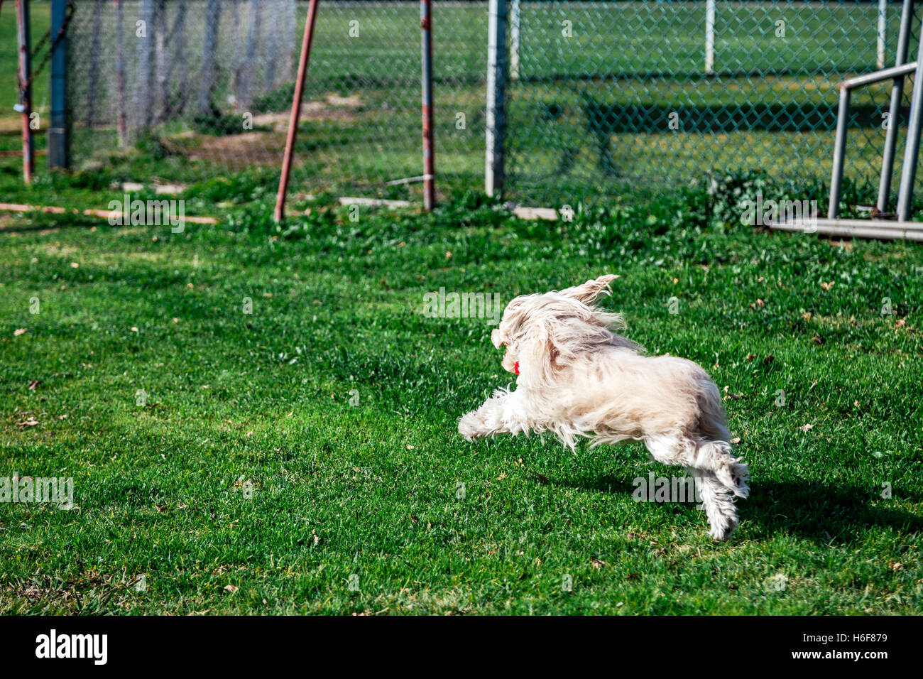 A Toy Poodle running happily on the grass at a park Stock Photo - Alamy