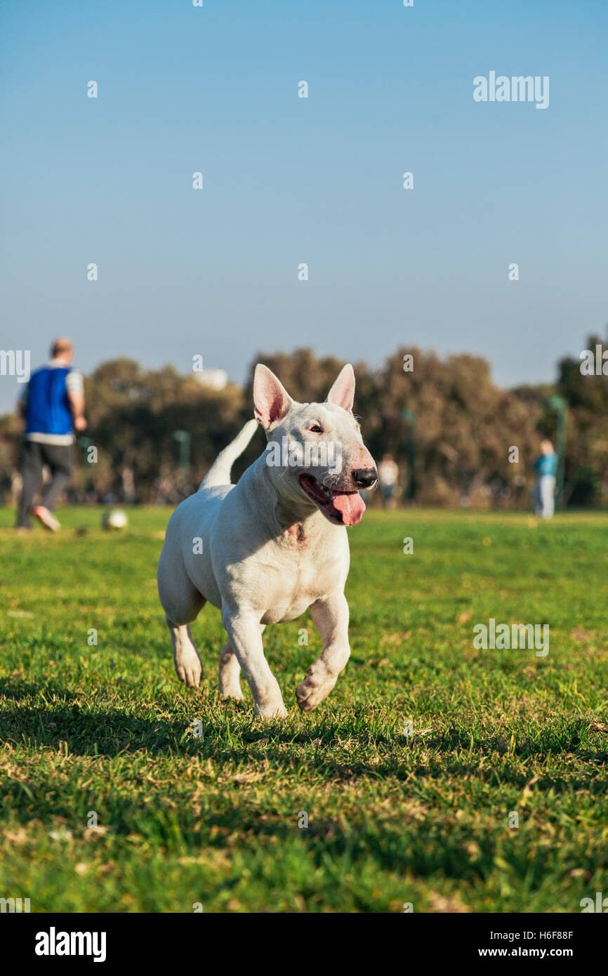 Israeli dog hi-res stock photography and images - Alamy