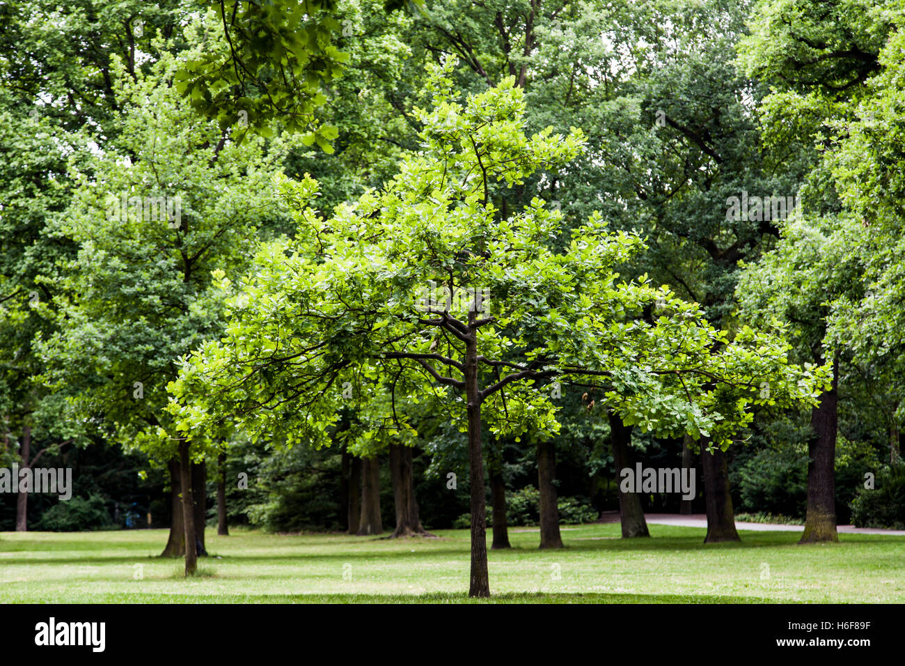 Trees and paths in a green park on an inclement day Stock Photo - Alamy