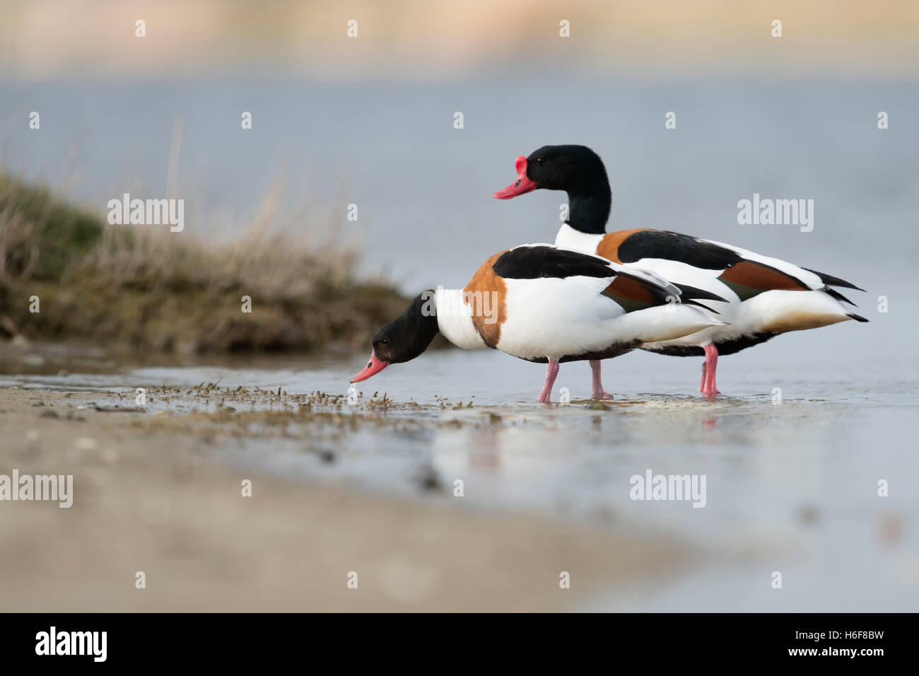 Shelducks ( Tadorna tadorna ), pair of, female and male together ...