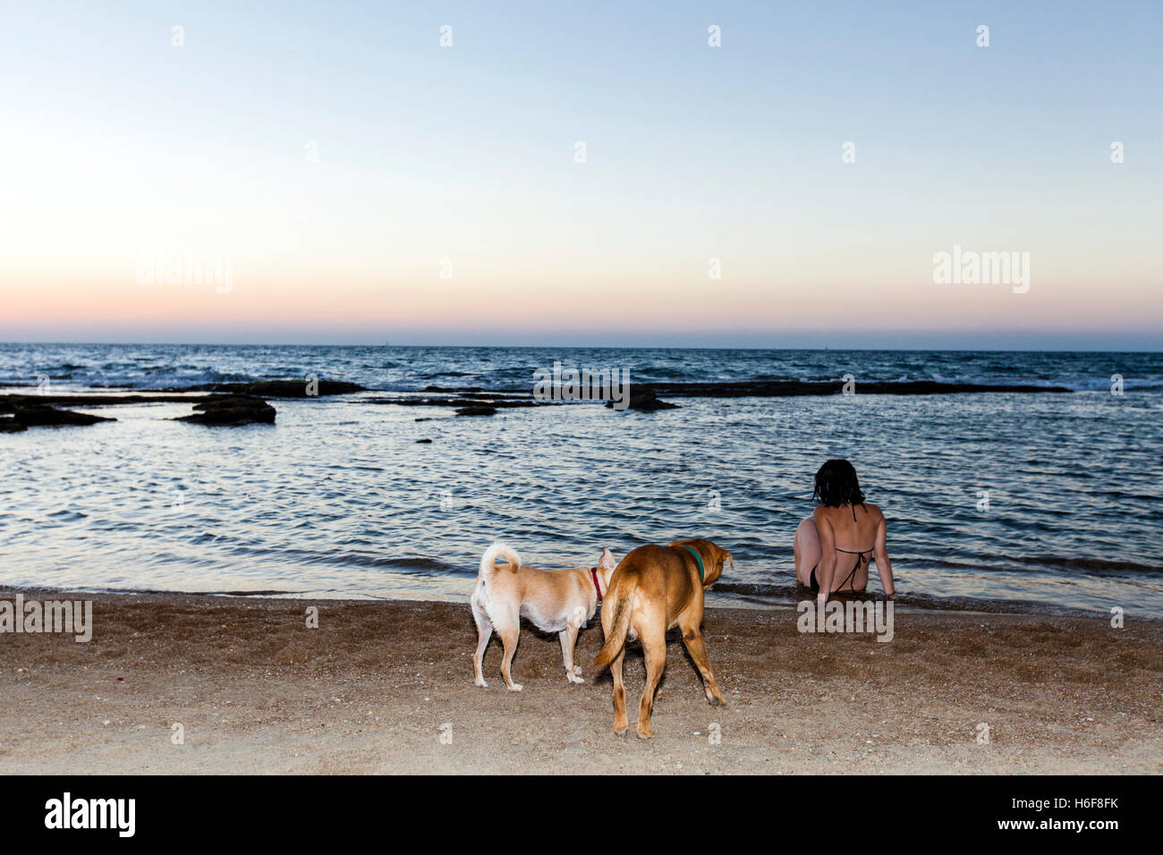 Two dogs playing on the beach at dusk, their owner sitting in shallow ...