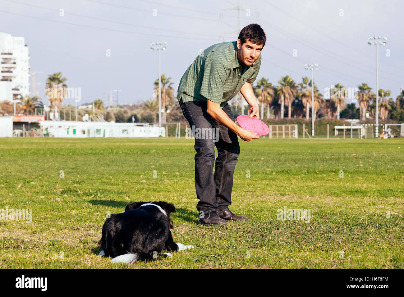 A Border Collie dog having fun playing a game of frisbee with his owner ...