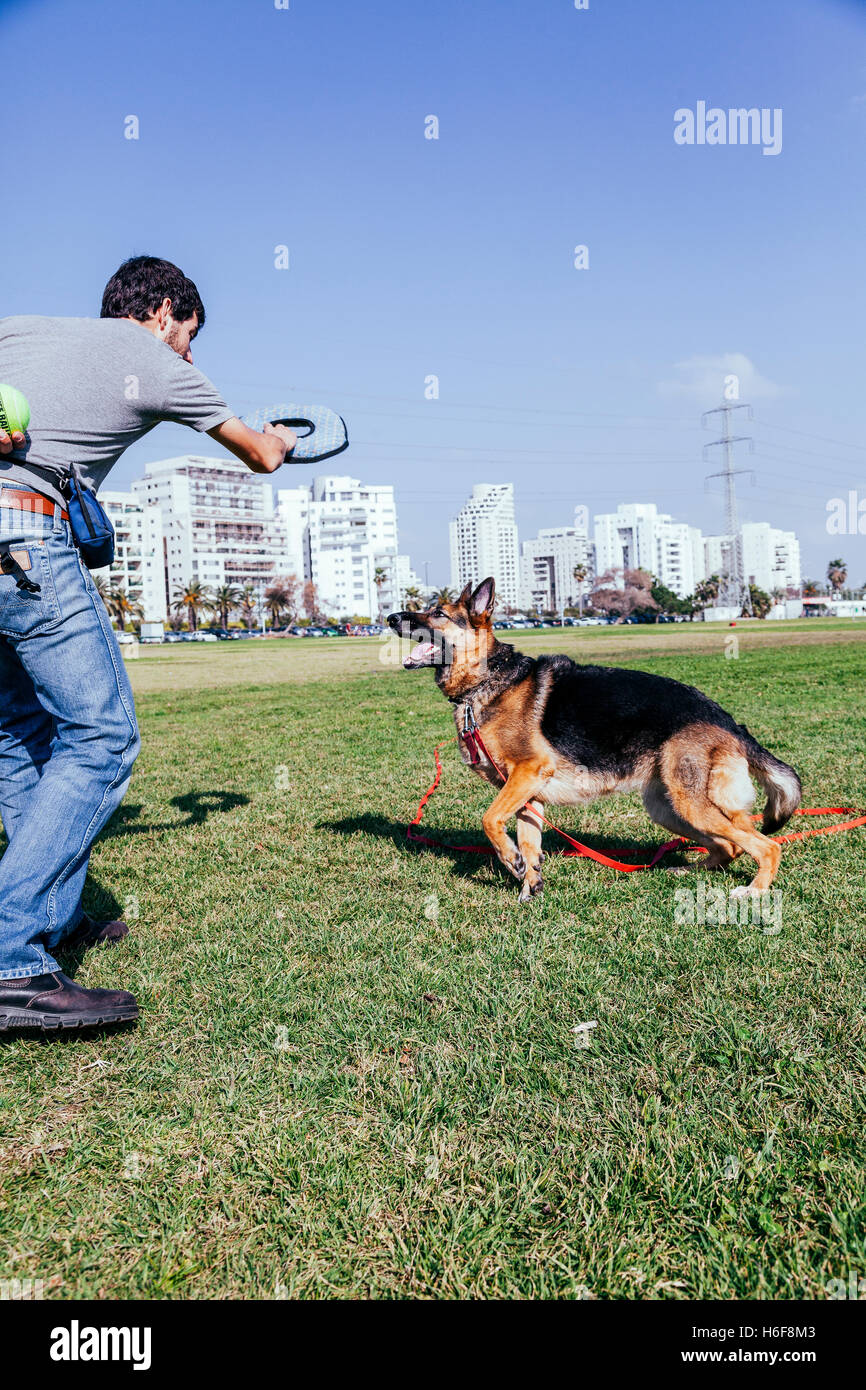 A female German Shepherd dog playing fetch with her owner/trainer on a ...