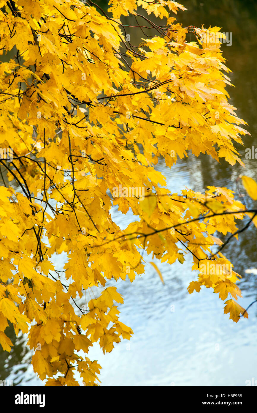 Yellowing tree over lake water in Central Park, New-York. Autumn Time ...