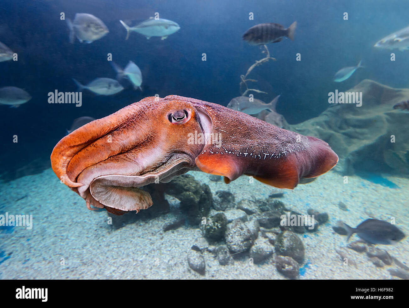 Giant Cuttlefish (Sepia apama), Merimbula Aquarium, Sapphire Coast, New ...