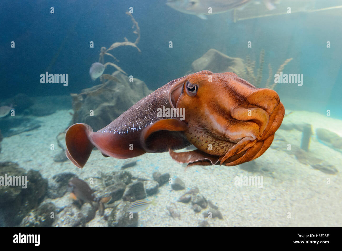 Sepia apama hi-res stock photography and images - Alamy