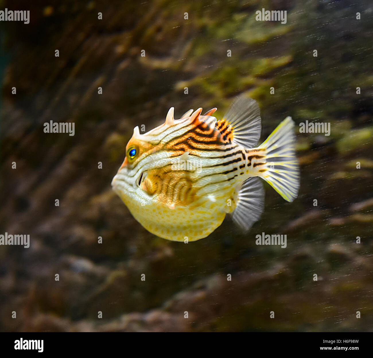 New fish aquarium hi-res stock photography and images - Alamy