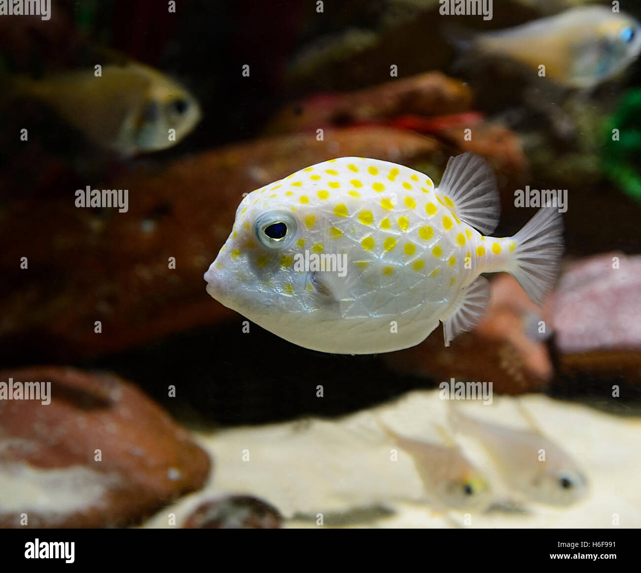 Boxfish, australia hi-res stock photography and images - Alamy