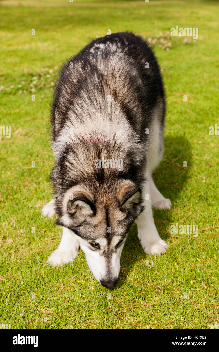 Outdoors portrait of a female Alaskan Malamute dog, standing on green ...
