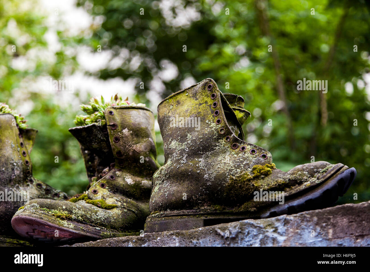Old boots planter hi-res stock photography and images - Alamy