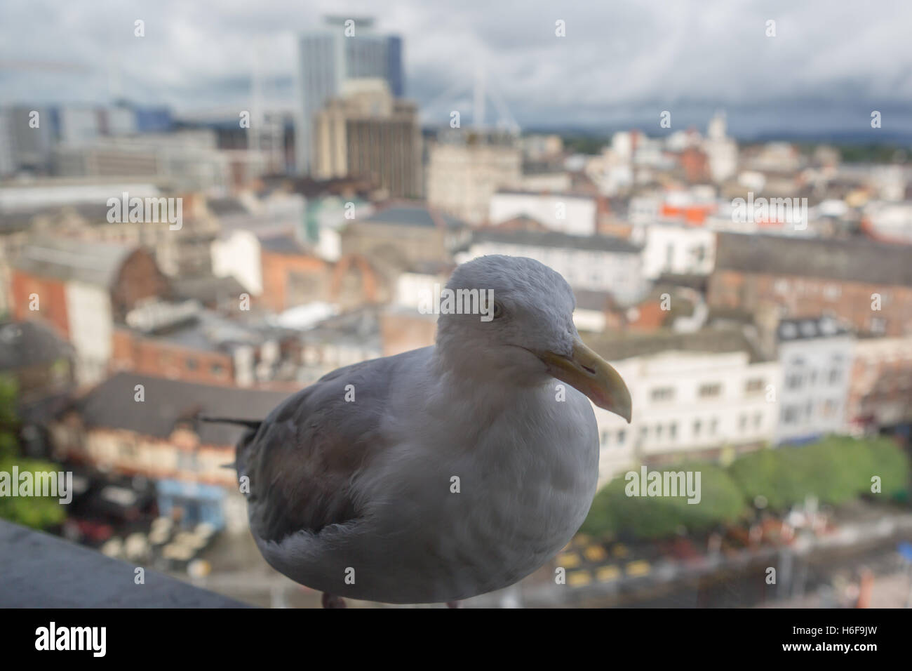 Seagull on ledge hi-res stock photography and images - Alamy