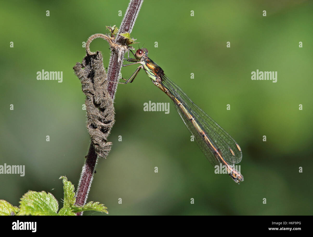 Female stinging nettles hi-res stock photography and images - Alamy