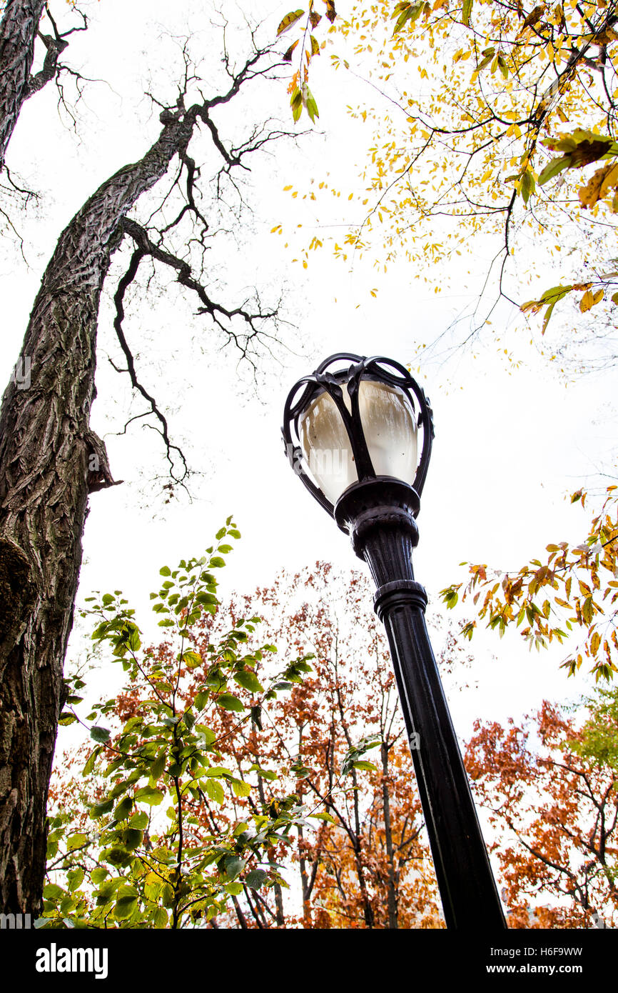 Low angle view of a street lamp and towering trees in Central Park, New ...