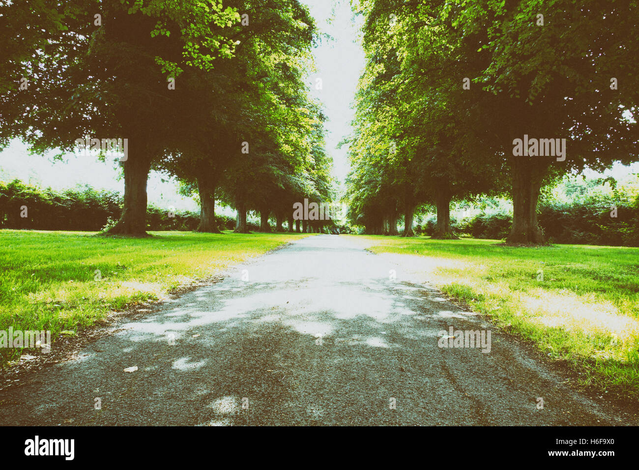Path surrounded by green trees on both sides Stock Photo - Alamy
