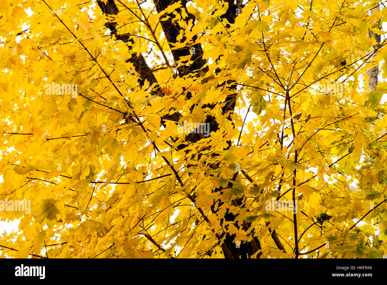 Yellowing tree over lake water in Central Park, New-York. Autumn Time ...