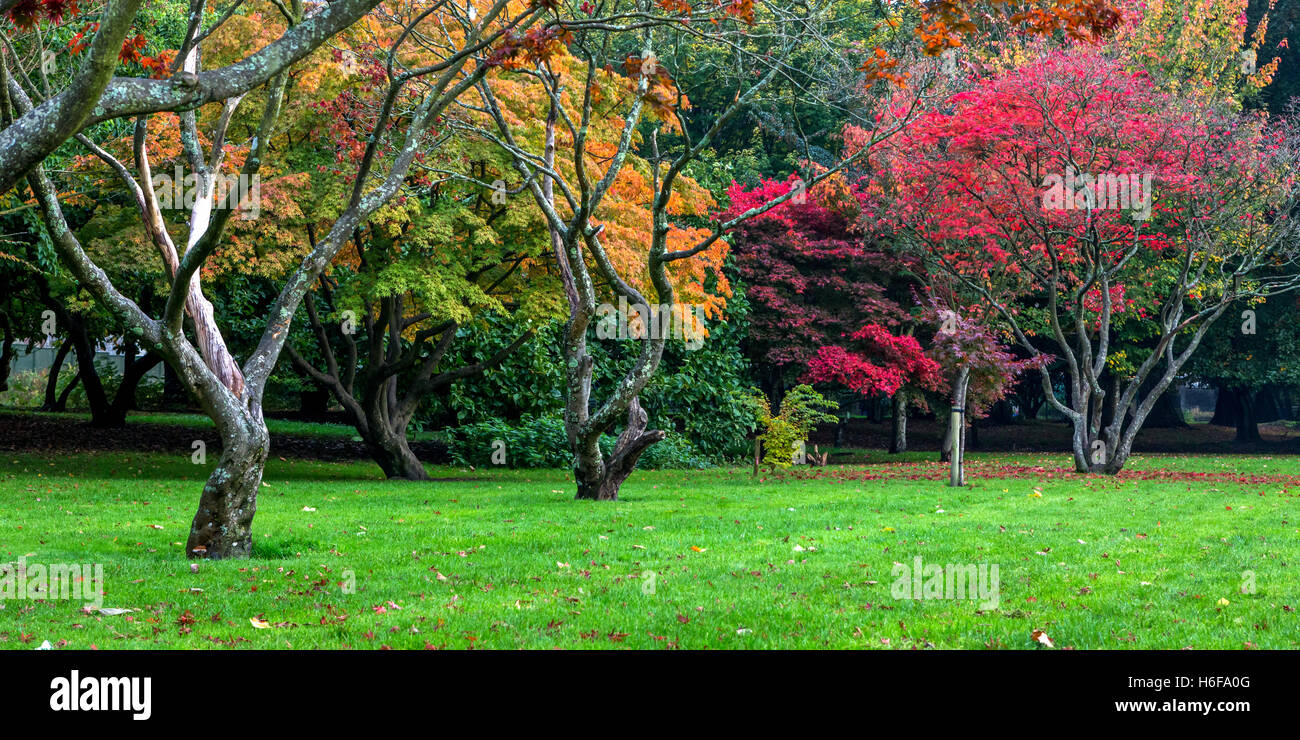 Coloured trees hi-res stock photography and images - Alamy