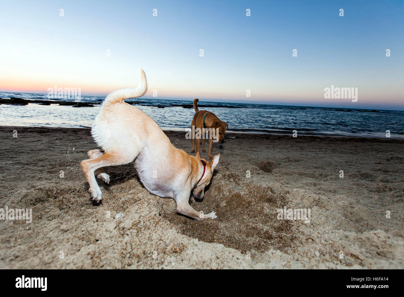 Two dogs digging in the sand on the beach at dusk Stock Photo - Alamy