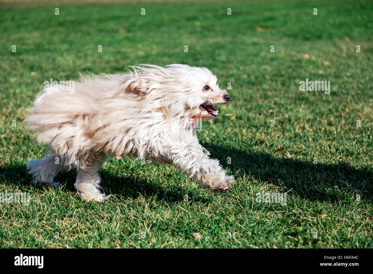 A Toy Poodle running happily on the grass at a park Stock Photo - Alamy