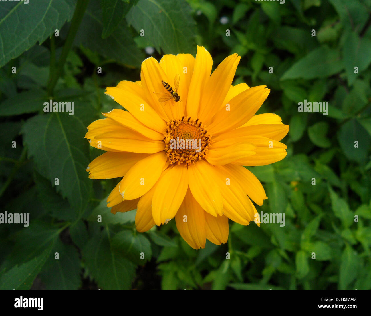 One little bee on a blooming bright orange color flower Stock Photo - Alamy