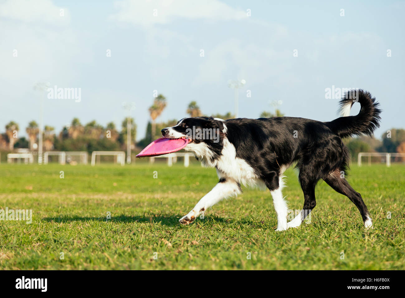 A Border Collie dog having fun playing a game of frisbee on a sunny day ...