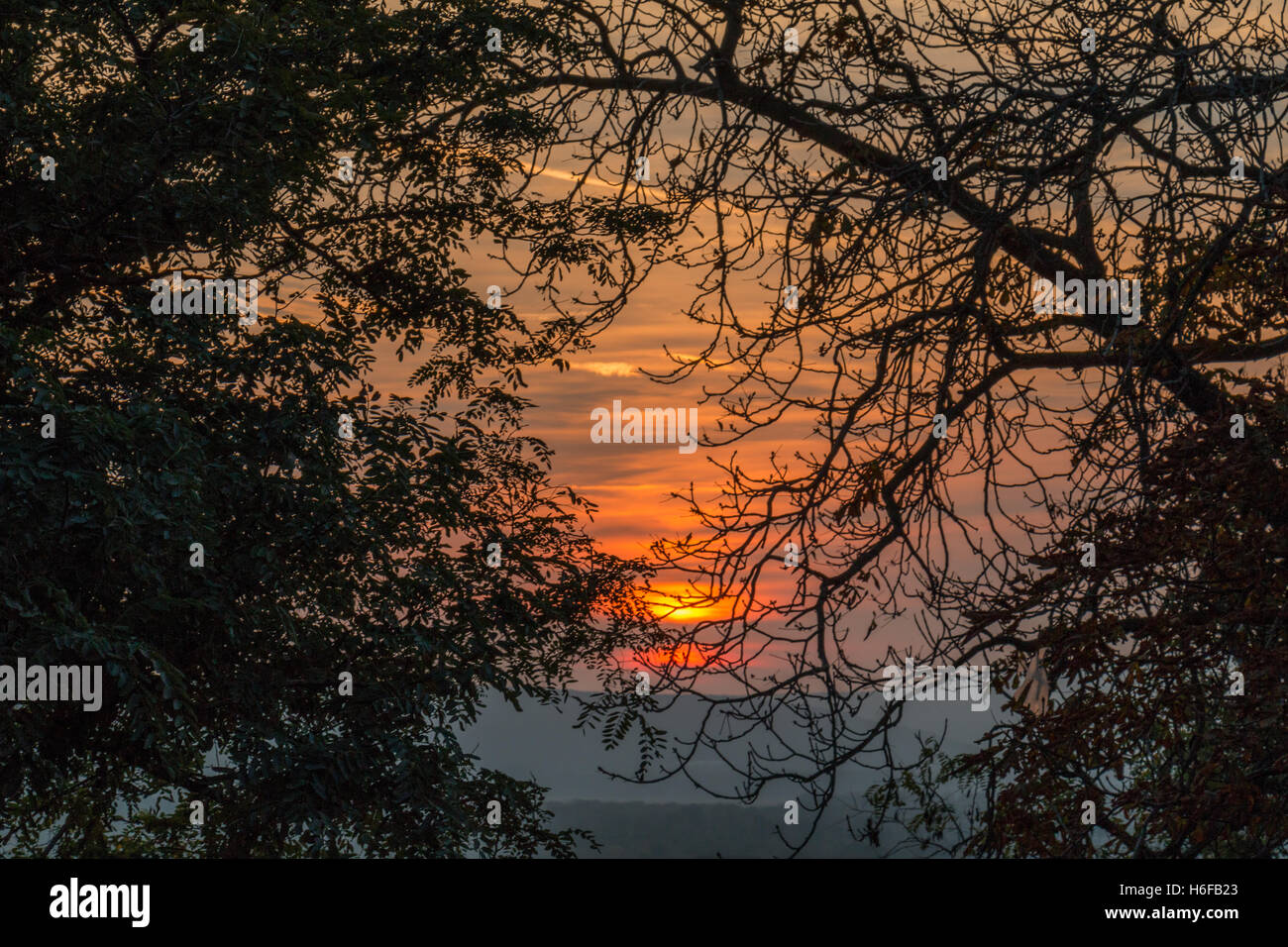 Sun is setting, view from behind trees Stock Photo - Alamy