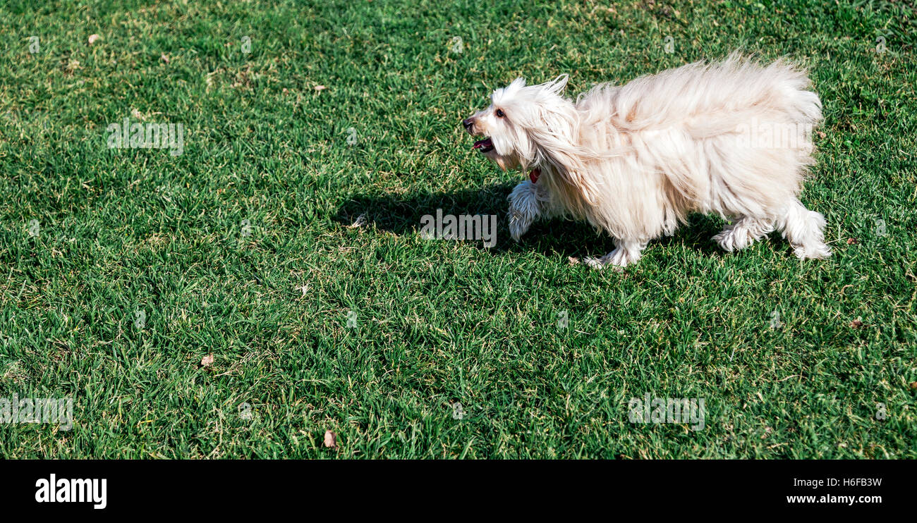 A Toy Poodle running happily on the grass at a park Stock Photo - Alamy