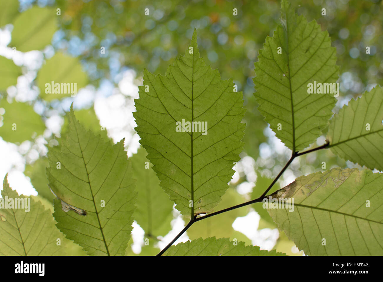Chestnut Tree leaves Stock Photo - Alamy