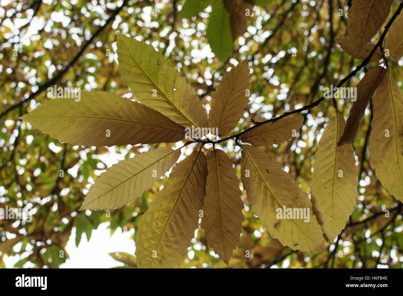 Chestnut tree leaves Stock Photo - Alamy