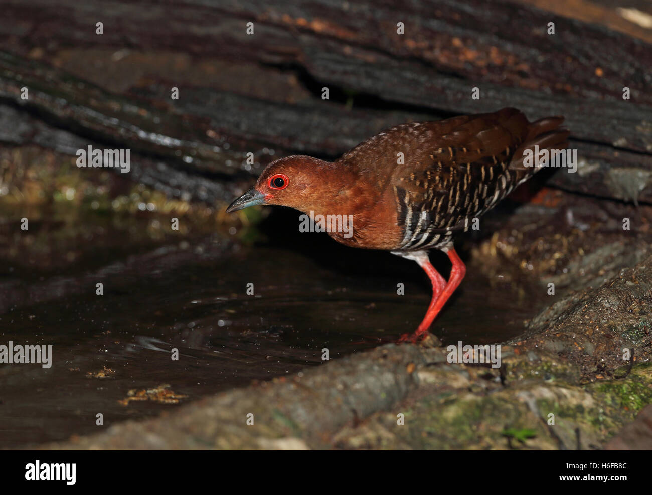 Red-legged Crake (Rallina fasciata) adult entering woodland pool near ...