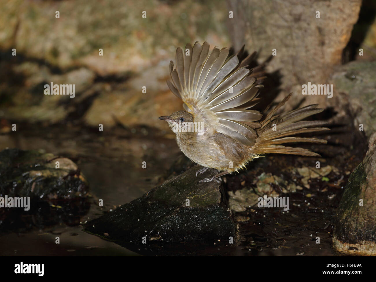 Streak-eared Bulbul (Pycnonotus blanfordi conradi) adult wing flapping ...