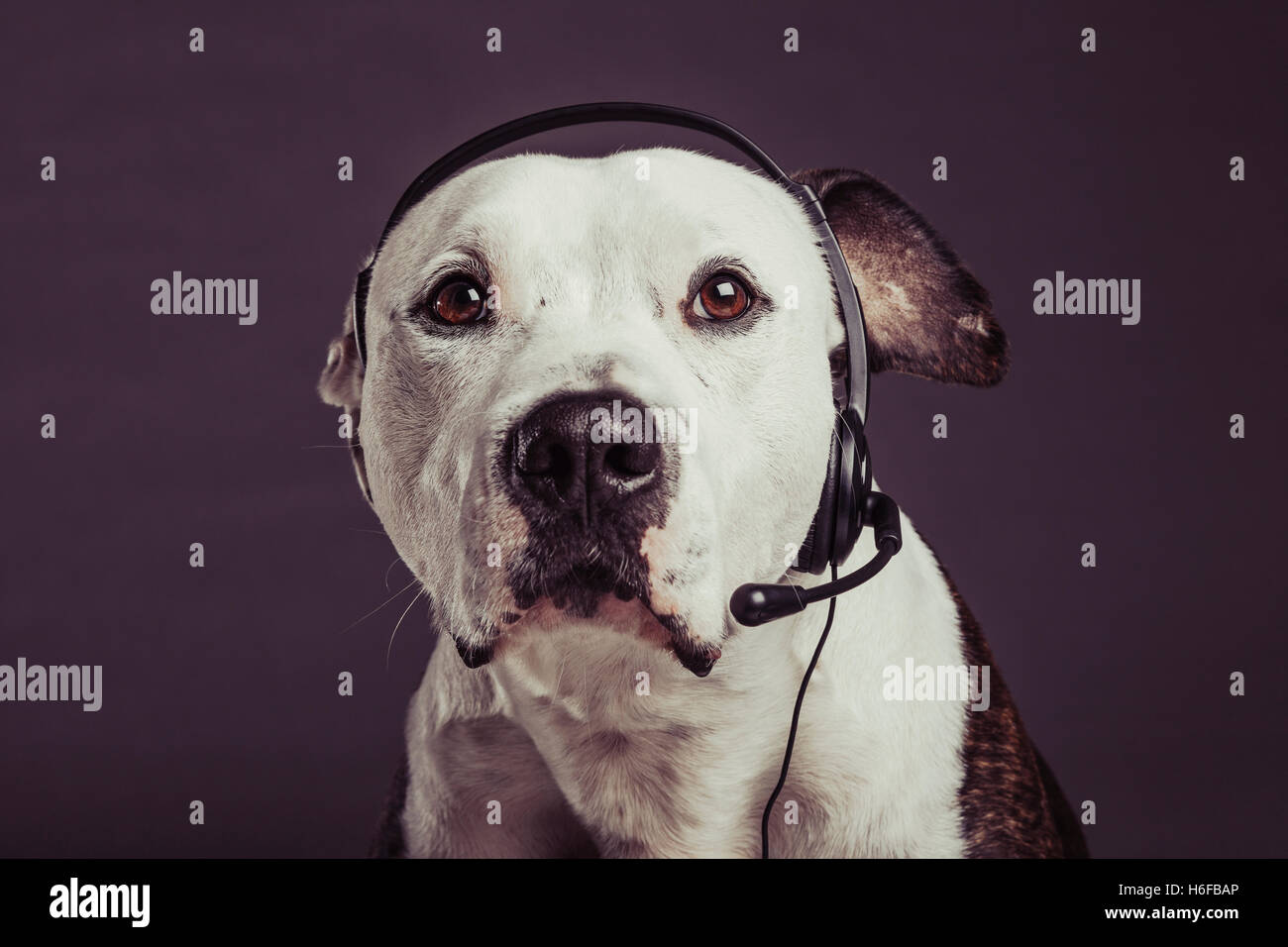 Studio shot of a Pit Bull dog talking on his headset, working as ...