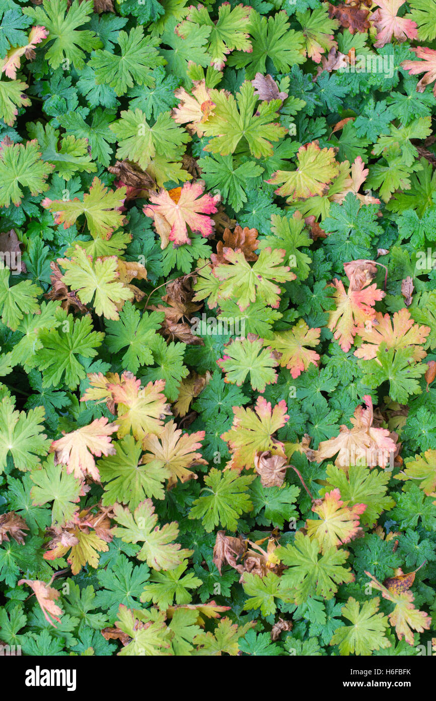 Geranium macrorrhizum 'Ingwersen's Variety'. Geranium 'Ingwersen's ...