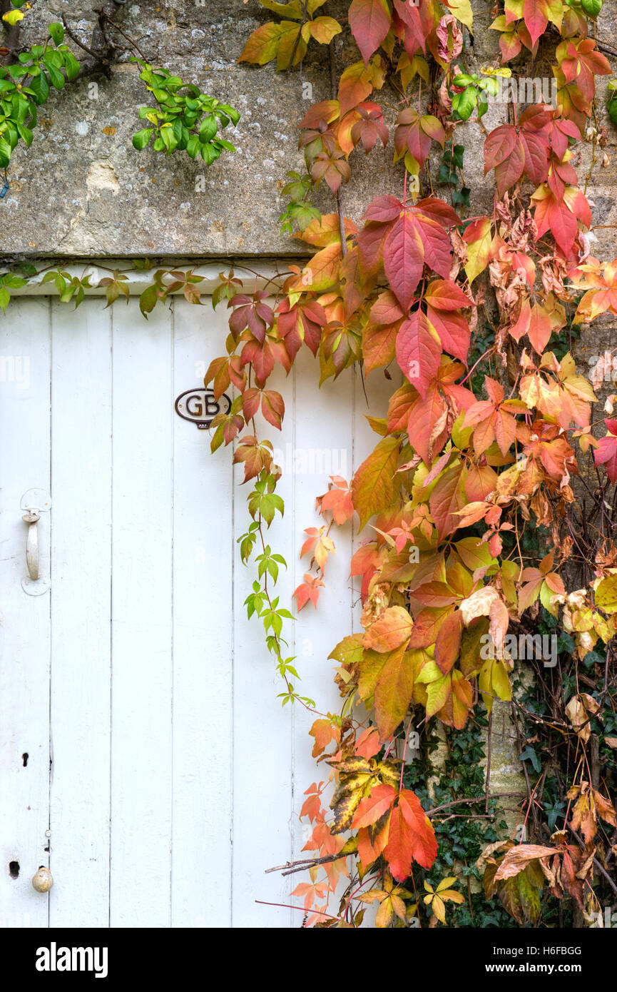 Parthenocissus quinquefolia. Virginia Creeper / American ivy around a ...