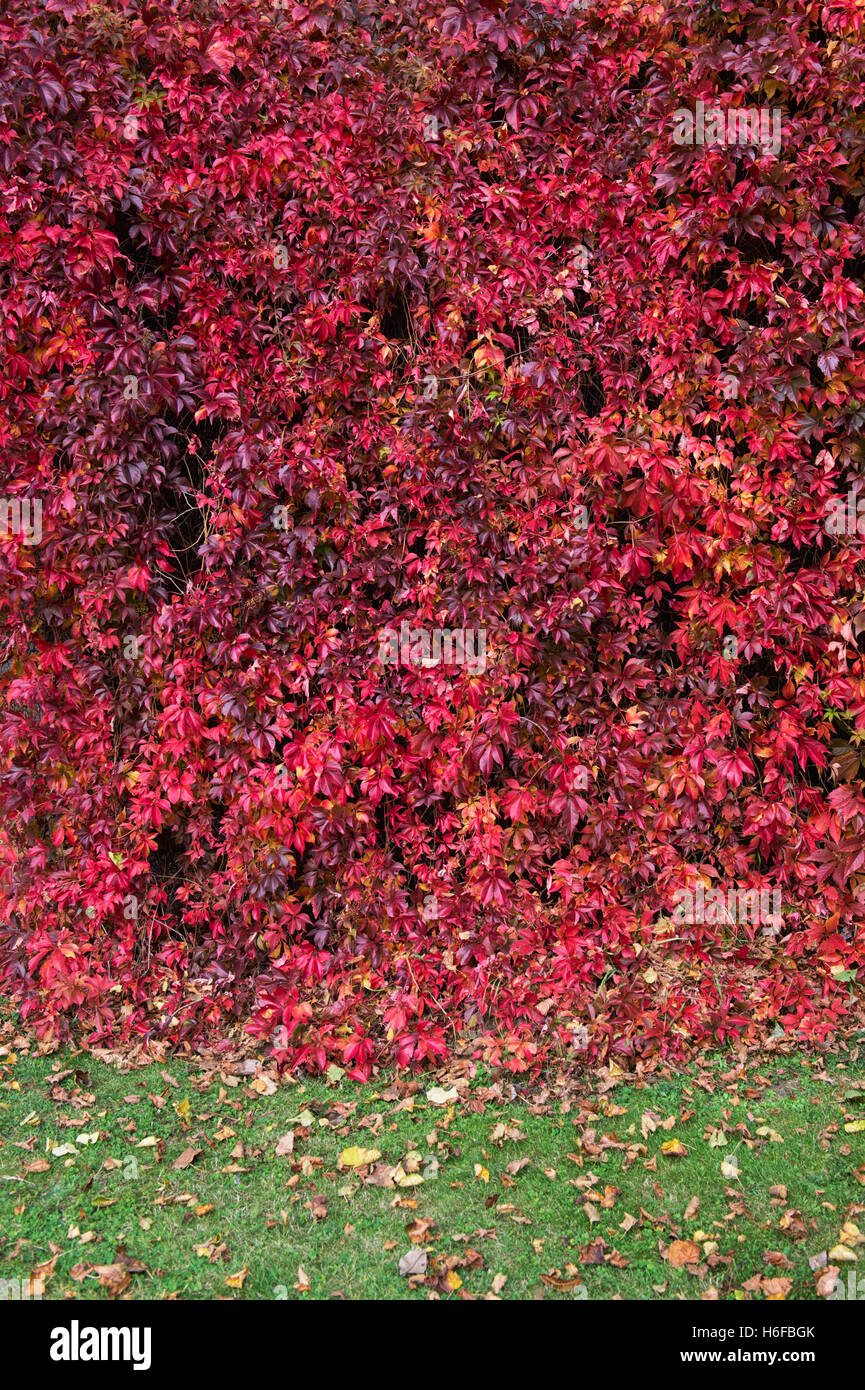 Virginia creeper garden hi-res stock photography and images - Alamy