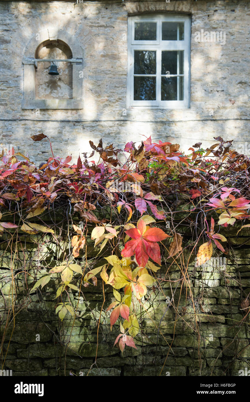 Parthenocissus quinquefolia. Virginia Creeper / American ivy covering a ...