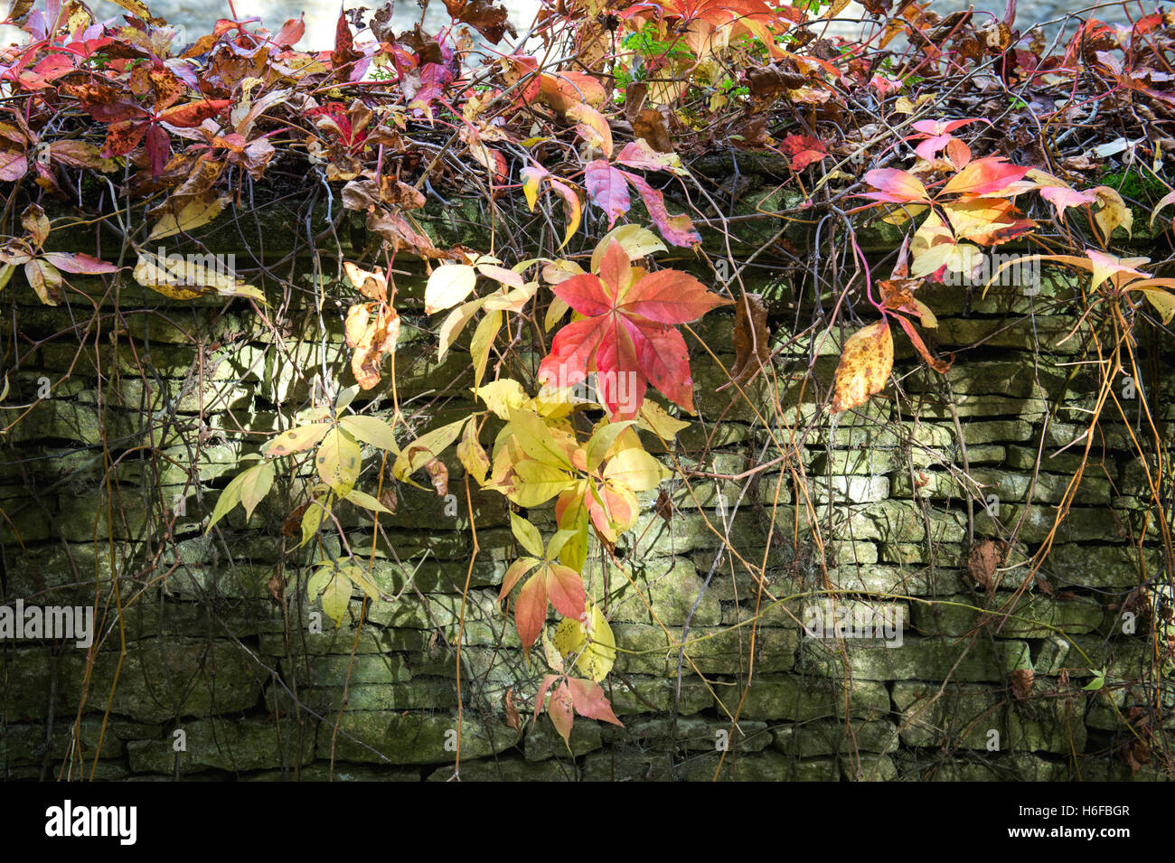 Parthenocissus quinquefolia. Virginia Creeper / American ivy covering a ...