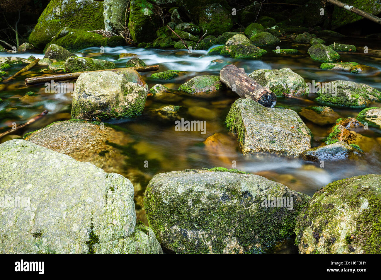 Forest stream running over mossy rocks Stock Photo - Alamy