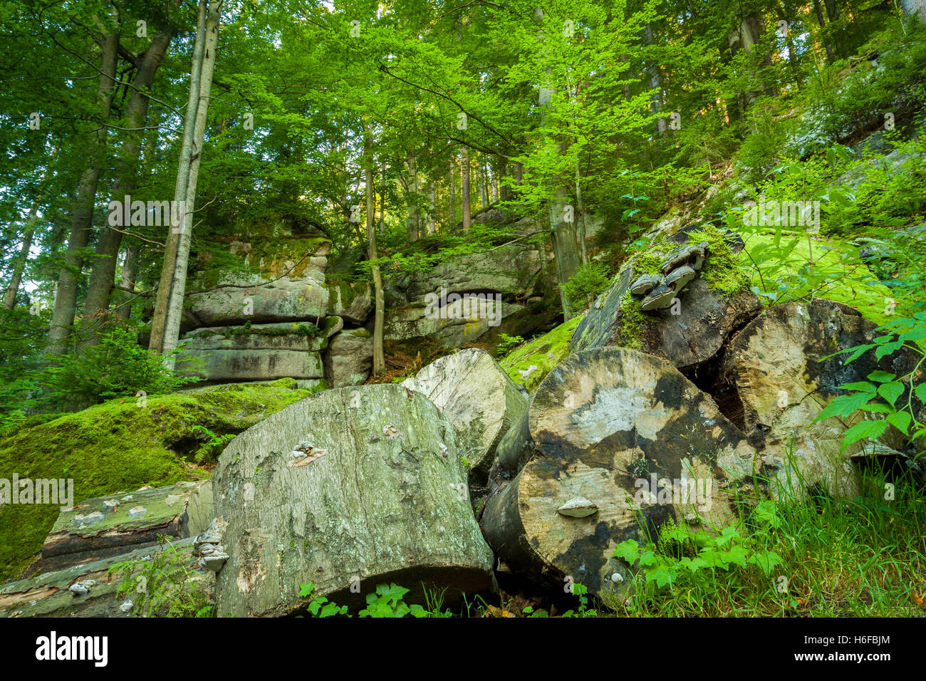 Large log of wood lying in mountain forest Stock Photo - Alamy