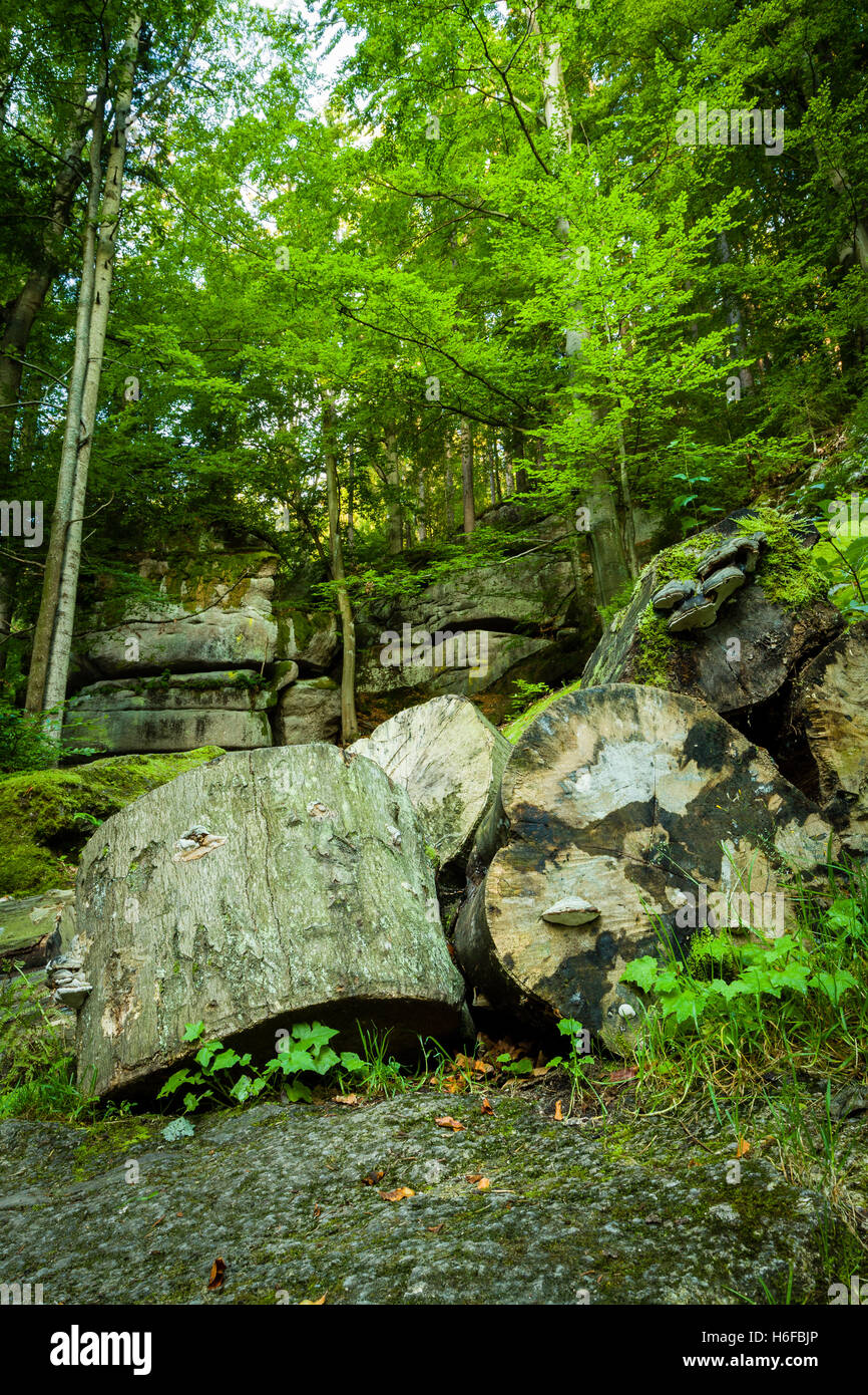 Large log of wood lying in mountain forest Stock Photo - Alamy