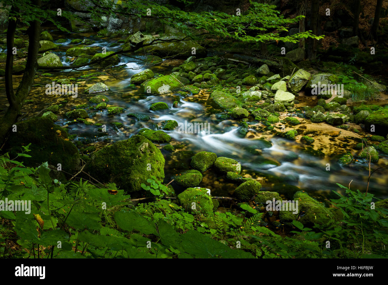 Forest stream running over mossy rocks Stock Photo - Alamy